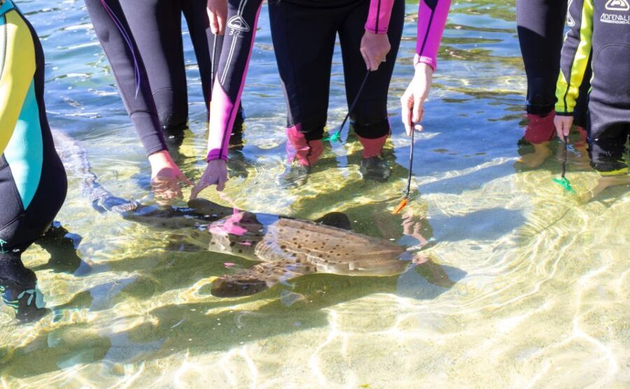 Anna Bay: Irukandji Entry Pass with Zebra Shark Encounter - The Itinerary and What to Expect
