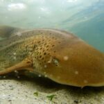 Anna Bay: Irukandji Entry with Zebra Shark Snorkel - The Itinerary Breakdown