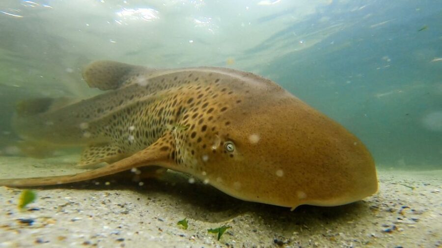 Anna Bay: Irukandji Entry with Zebra Shark Snorkel - The Itinerary Breakdown