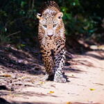 Anuradhapura: Full-Day Wilpattu National Park Private Safari - Authentic Insights from Reviewers