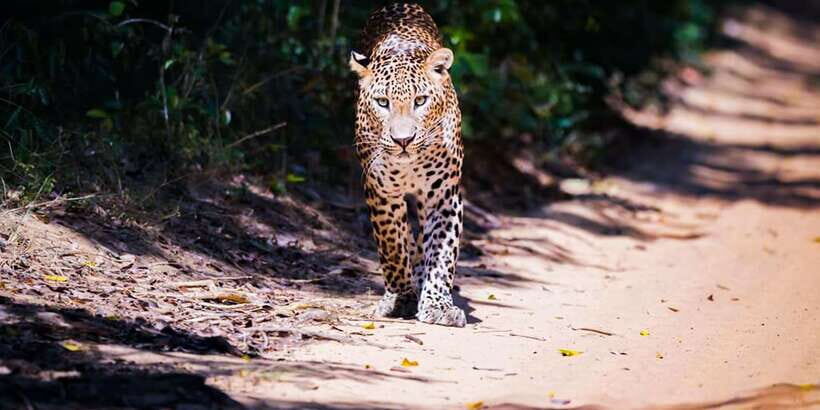Anuradhapura: Full-Day Wilpattu National Park Private Safari - Authentic Insights from Reviewers