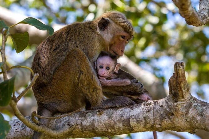 Anuradhapura: Full-Day Wilpattu National Park Private Safari - Practical Tips for Travelers