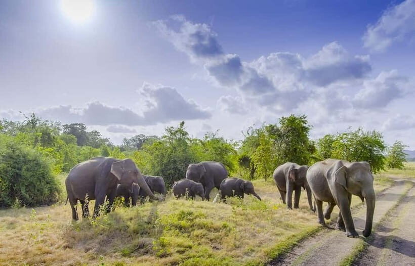 Anuradhapura: Sigiriya Fortress and Habarana Safari Tour - Safari in Habarana: Nature and Wildlife