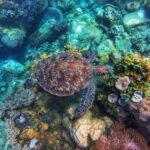 Apo Island Wonders: Snorkel with Sea Turtles in Dumaguete - Who Will Love This Experience?