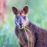 Apollo Bay: Dusk Discovery Great Ocean Road Wildlife Tour - The Value and Who It’s Best For