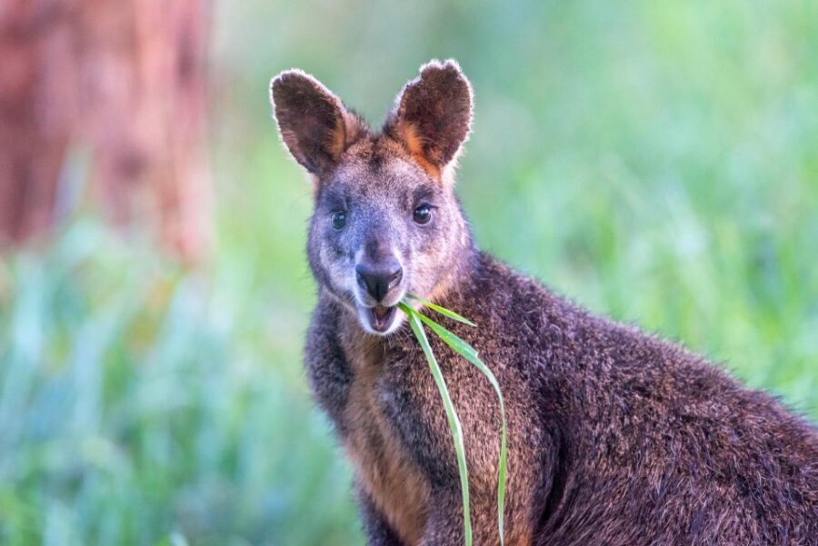 Apollo Bay: Dusk Discovery Great Ocean Road Wildlife Tour - The Value and Who It’s Best For