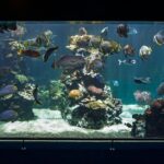 Aquarium Package in Nouméa's with Admission with Hop-on Hop-Off - FAQ