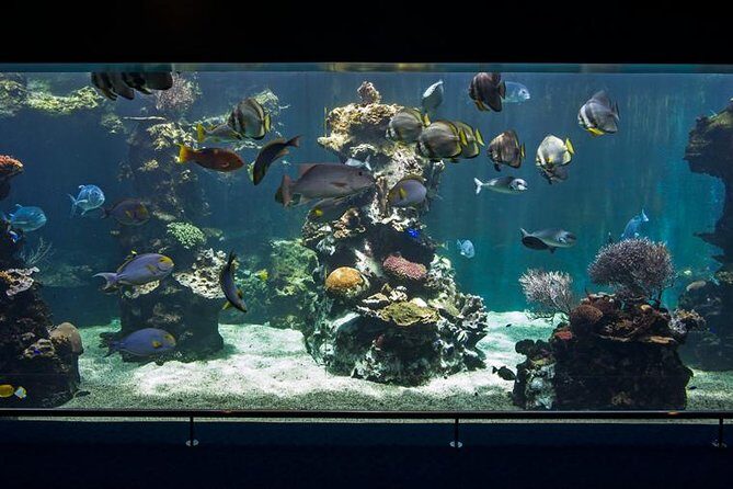 Aquarium Package in Nouméa's with Admission with Hop-on Hop-Off - FAQ