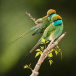 Arugam Bay: Yala Safari & DropOff in Ella - Safari + Transit - What’s Included and What’s Not