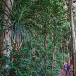 Atherton Tablelands Rain Forest by Night from Cairns - An Honest Look at the Downsides