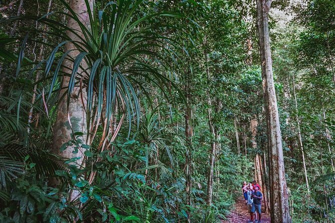 Atherton Tablelands Rain Forest by Night from Cairns - An Honest Look at the Downsides