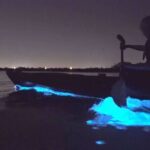 Auckland Bioluminescence Kayak Tour - Why This Tour Is a Great Value