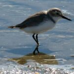 Auckland: Birdwatching, Hiking & Waterfalls Tour - Birdwatching at Pkorokoro Miranda Wildlife Reserve