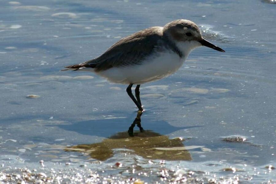 Auckland: Birdwatching, Hiking & Waterfalls Tour - Birdwatching at Pkorokoro Miranda Wildlife Reserve
