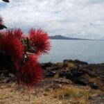 Auckland Bush, Beach and Bites Trail - Practical Details and Value