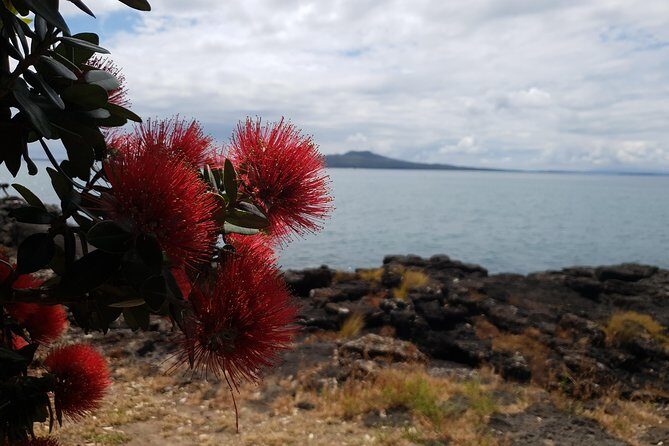 Auckland Bush, Beach and Bites Trail - Practical Details and Value
