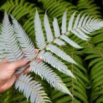Auckland City and West Coast Full Day Tour - The Balance of Nature and Culture