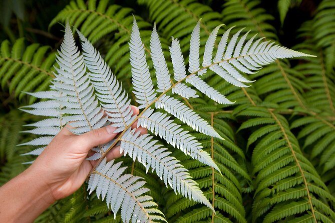 Auckland City and West Coast Full Day Tour - The Balance of Nature and Culture