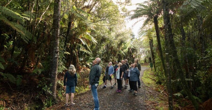 Auckland City, Beaches & Rainforest Premium Small Group Tour - Introduction to Auckland’s Contrasts
