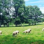 Auckland City Highlights Full Day Tour - The Itinerary in Detail: What You’ll See and Experience