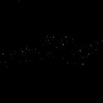 Auckland Glowworm Tour - Authenticity and Value