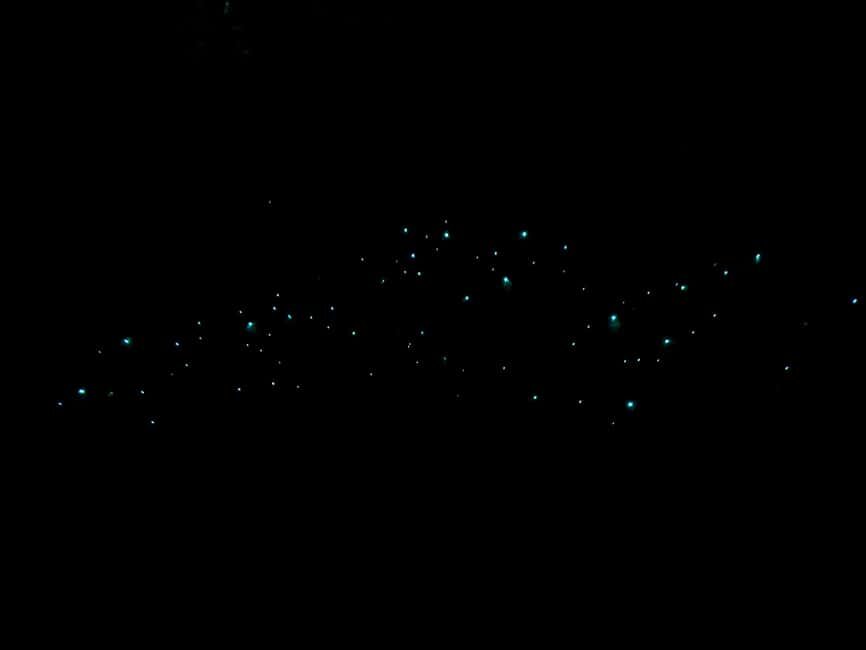 Auckland Glowworm Tour - Authenticity and Value