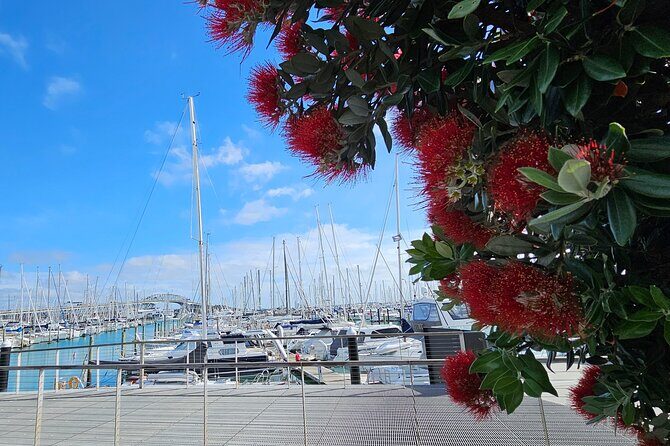 Auckland Halfday Private Guided Tour - Who Is This Tour Best For?