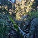 Auckland: Hiking West Auckland Rainforest & Waterfalls Tour - What’s Included and What to Consider