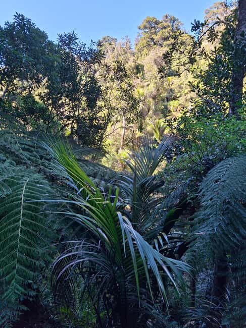 Auckland: Hiking West Auckland Rainforest & Waterfalls Tour - What’s Included and What to Consider