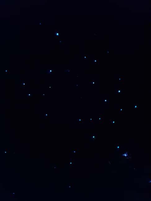 Auckland North Shore Glowworm Tour - Guides and Learning Opportunities