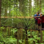 Auckland: Rotorua Highlights inc Te Puia Tour & Redwoods - Starting in Auckland: Scenic Journey to Rotorua