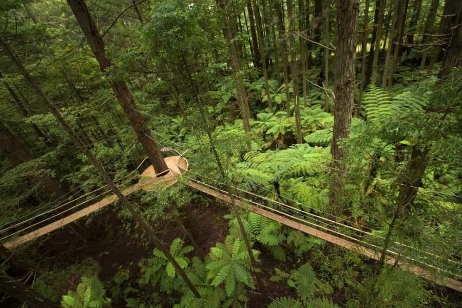 Auckland: Rotorua Highlights w Redwoods Treewalk & Hot Tubs - Analyzing the Value