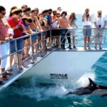 Auckland: Whale and Dolphin Watching Half-Day Eco Cruise - Authentic Feedback from Visitors