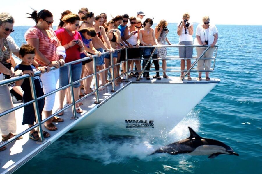 Auckland: Whale and Dolphin Watching Half-Day Eco Cruise - Authentic Feedback from Visitors
