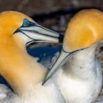 Auckland: Wild West Coast, Black Sand Beaches Tour inc Lunch - A Deep Dive into the Tour Experience