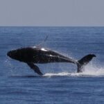Augusta Whale Watching Eco Tour - FAQ