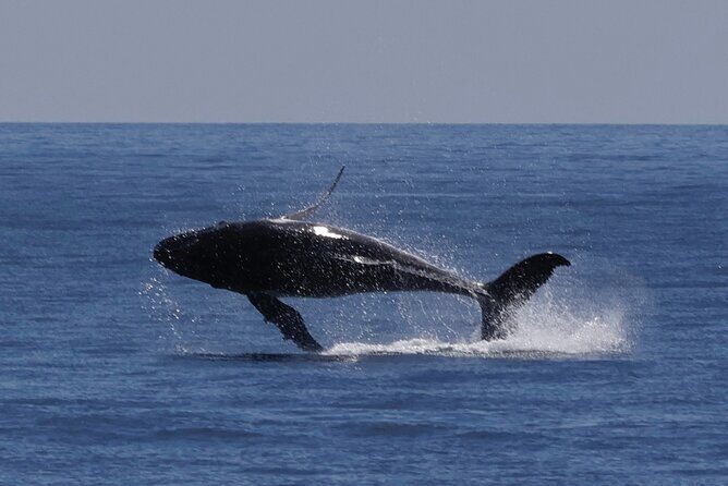 Augusta Whale Watching Eco Tour - FAQ