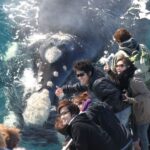 Augusta: Whale Watching Tour - Who Will Love This Tour?