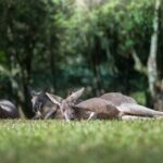 Australia Zoo Day Trip from Noosa /Sunshine Coast Region - The Zoo Experience
