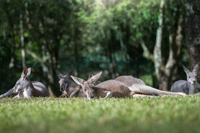 Australia Zoo Day Trip from Noosa /Sunshine Coast Region - The Zoo Experience