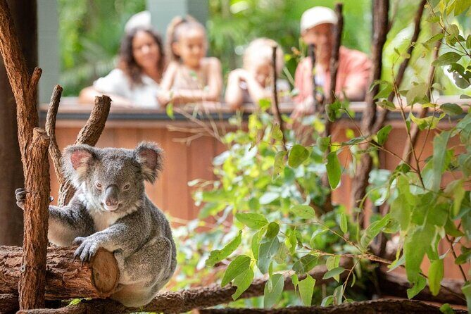 Australia Zoo Private Group Tour from Brisbane - A Detailed Look at What You Can Expect