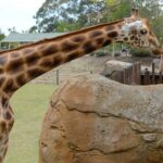 Australia Zoo Transfer from Noosa and Sunshine Coast - What to Expect on the Day