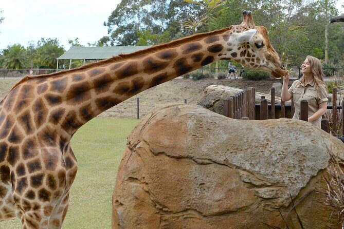 Australia Zoo Transfer from Noosa and Sunshine Coast - What to Expect on the Day