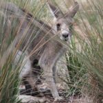 Australian Experience at Werribee Open Range Zoo - excl. entry - Who Will Love This Tour?