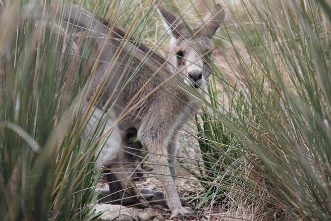 Australian Experience at Werribee Open Range Zoo - excl. entry - Who Will Love This Tour?