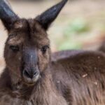 Australian Wildlife Tour at Melbourne Zoo Ticket - excl. entry - A Detailed Look at the Itinerary