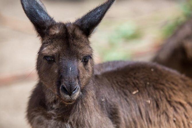 Australian Wildlife Tour at Melbourne Zoo Ticket - excl. entry - A Detailed Look at the Itinerary