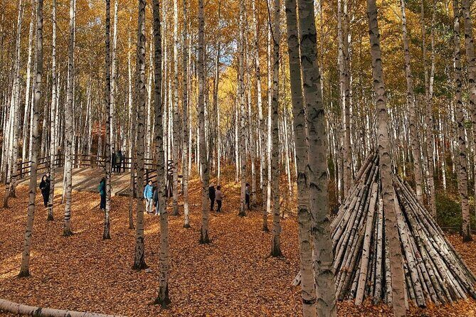 Autumn Trip for Birch Forest and Garden of Nature and Flower Fest - The Practicalities: Transportation, Guide, and Cost