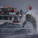 Awesome Sydney Lunch Cruise with Whale Watching Activity Tour - Who Should Consider It?