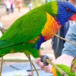 Baby Animals, Boomerangs and BBQ Lunch - Transportation and Group Size